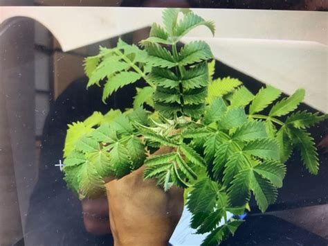 IB Lab Final Flashcards Quizlet IB Lab Final Flashcards Quizlet