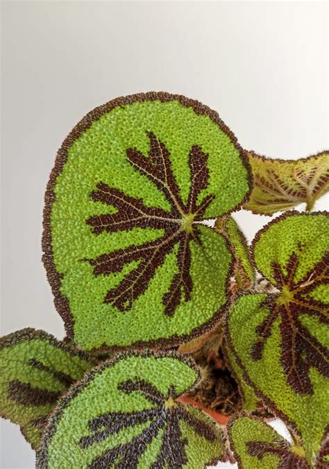 Begonia Variegata Begoniasymascom