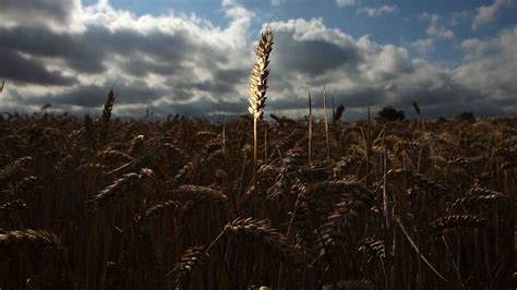 Hunting For Wheat Rust Resistance Amid Relentless Fungal Mutations