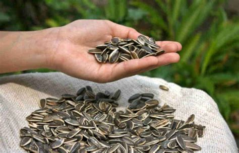 მზესუმზირას უმი თესლი სიმსივნის წინააღმდეგ და მთელი ორგანიზმის გასაწმენდად რჩევები ვივიენისგან