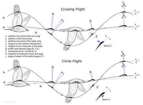 Bird Flight Motions And Forces During A Flapping Cycle Animation Storyboard Animation Sketches