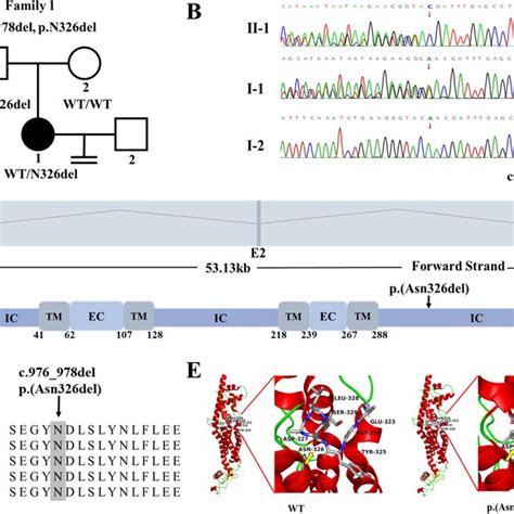 Identification Of Variants In Panx1 A A Pedigree With Panx1 Variant