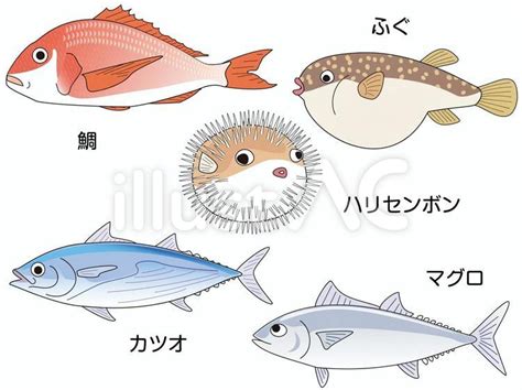魚図鑑イラスト No 22278598｜無料イラスト・フリー素材なら「イラストac」