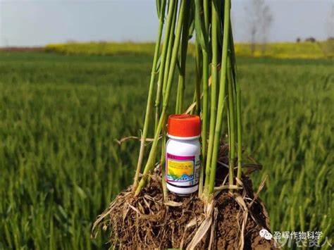 如何做好早春小麦病害防治工作？？？ 植保技术 191农资人 农技社区服务平台 触屏版