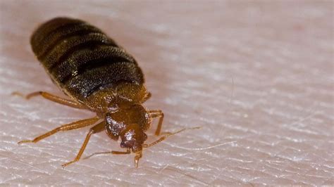 Bed Bugs Found In The Downtown Beaumont Library