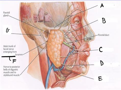 Face And Scalp Flashcards Quizlet