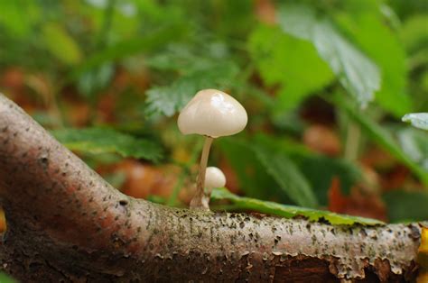 Free Images Nature Branch Leaf Flower Wildlife Green Autumn