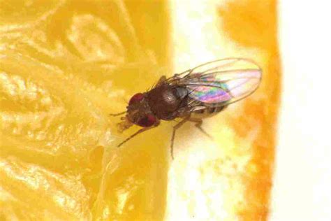 Як позбутися фруктових мушок