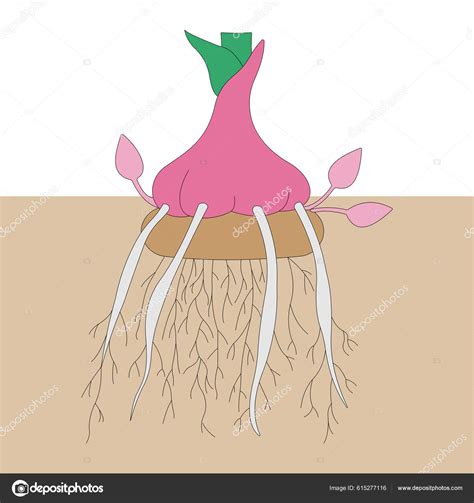 Contractile Roots