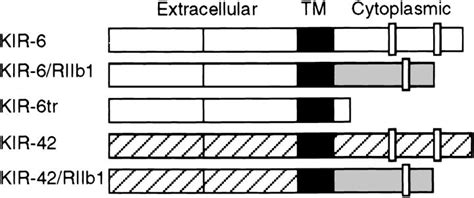 Schematic Representation Of The Chimeric Receptors Hybrid Molecules