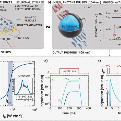 A B Analogies Between Signal Processing In Biological A And