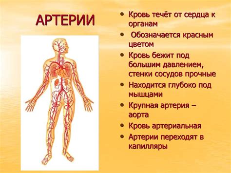 Кровеносные сосуды Круги кровообращения презентация онлайн