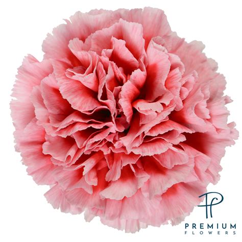 Cheerio Premium Flowers