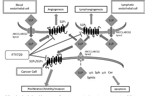 Figure 1 From The Role Of Sphingosine 1 Phosphate In Breast Cancer
