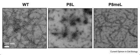 Nfl Intermediate Filaments Formed From Native Protein A Variant