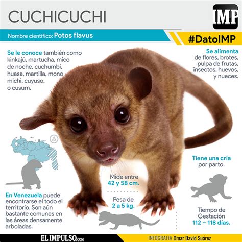Datoimp El Cuchicuchi Un Solitario Dispersador De Semillas El Impulso