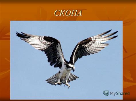 Презентация на тему КРАСНАЯ КНИГА КУЗБАССА Венерин башмачок