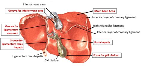 Liver Anatomy Qa