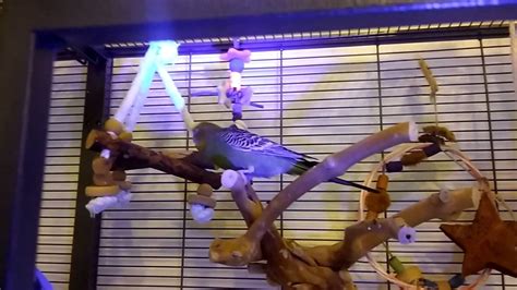 Budgies Under Uv Light Youtube