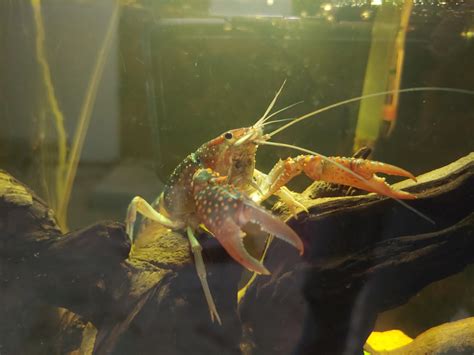 My P Clarkii Survived After His Overnite Escape Up The Airline Tubing