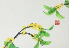 八月桂花的图片 桂花的图片大全大图 八月桂花的美景图片 大山谷图库