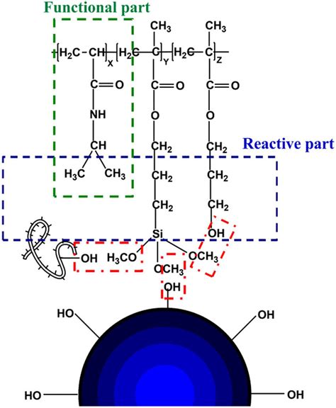 Molecular Structure Of Pnipaam Copolymer And Covalent Linkage Between Download Scientific