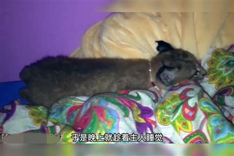 大脑袋“巨猫”抱住主人脑袋狂舔，呼噜噜如发动机，真的是太萌了脑袋主人发动机