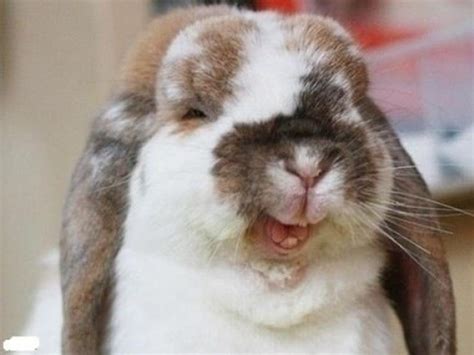 I Guess You Could Say Thats A Funny Bunny Meme Guy