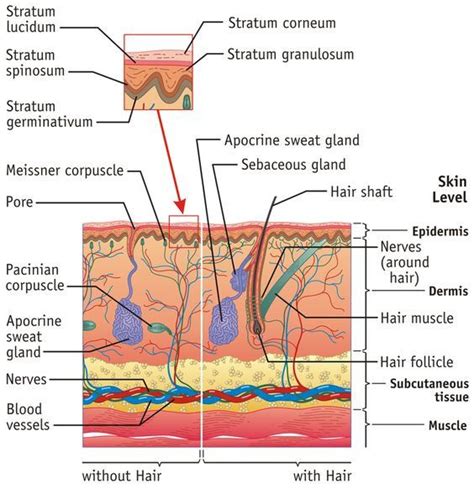 Integumentary System Drawing With Label