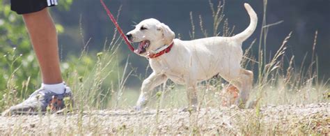 When Should You Start Taking A Puppy For A Walk