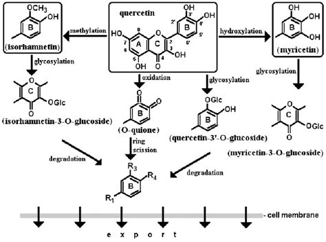Pathways Of Quercetin Metabolismdegradation Based On Refs 16 17