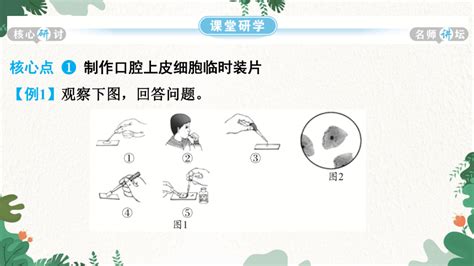 人教版生物七年级上册 第2单元 第1章 第3节 动物细胞课件共24张ppt21世纪教育网 二一教育