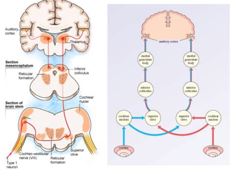 Week 8 Intro To Auditory Vestibular And Visual Systems Flashcards Quizlet