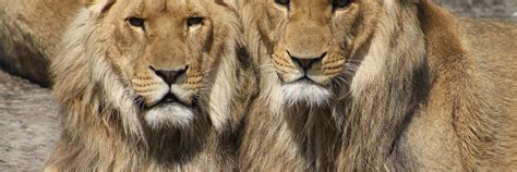 22 Nomes Inspirados Em Animais Fascinantes Da Natureza Blog