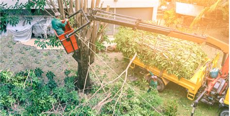 Tree Trimming Service DFW Tree Services Dallas TX