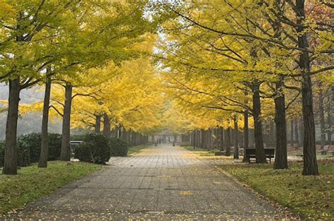 日本東北三日遊日本東北賞楓 溫泉銀山溫泉 山形銀杏楓紅大道 鳴子峽 最上川乘舟 相馬樓 山形車站出發 解散 共乘 限額9名 KKday