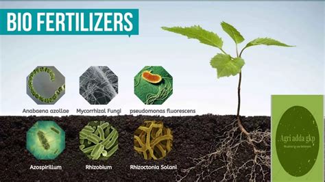 Biofertilizer Blue Green Algae Azola Youtube