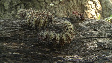 Stinging Buck Moth Caterpillars Active In Some States Wgno