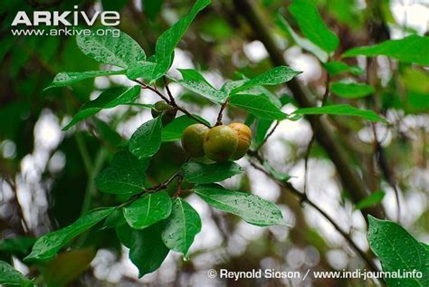 Ficus Ulmifolia Alchetron The Free Social Encyclopedia