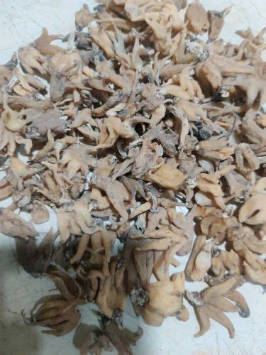 White Salab Panja Irani Packaging Type Loss At ₹ 20000kg In Nagpur
