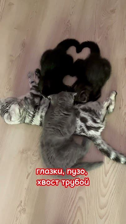 Я люблю котов и кошек Youtube