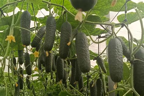 Seeds Of Cucumber Capgen Seeds