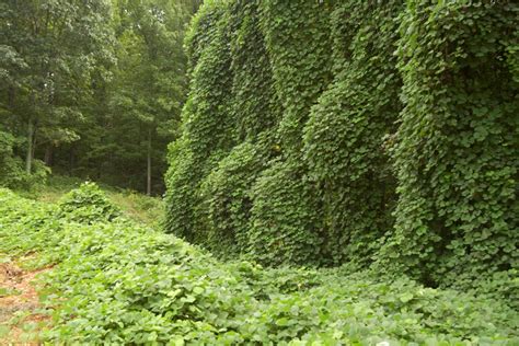 Ornamental Plants Kudzu Kudzu Wachsende Plantura Wächst Pflanze