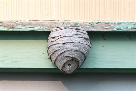 Identifying A Wasp Nest What Does A Wasp Nest Look Like Mosquito Joe