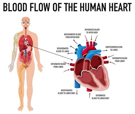 Anatomie Du Nez Diagramme En Coupe Montrant Les Artères Osseuses En