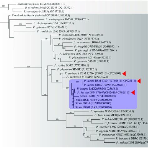 Maximum Likelihood Tree Based On The V2 V6 1000 Bp Regions Of The Download Scientific