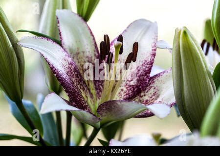 Lily,Lilies, Lilium "Sweet Zanica Stock Photo - Alamy