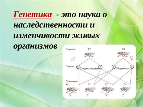 Основы генетики презентация онлайн