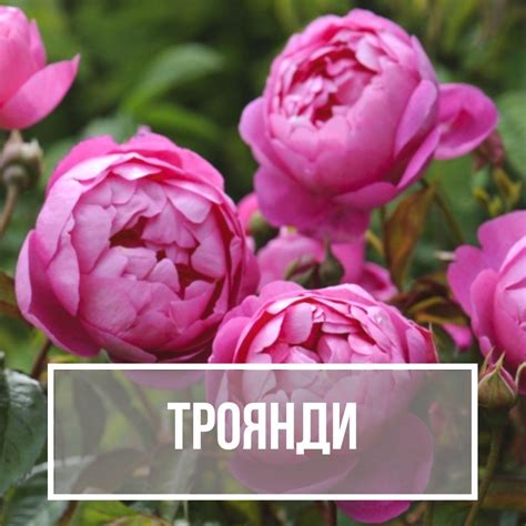 Persicaria amplexicaulis 'Fat Domino', Горец свечевидный 'Фет Доминго'