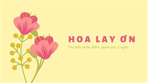 Tìm Hiểu Về Hoa Lay Ơn Nguồn Gốc đặc điểm ý Nghĩa